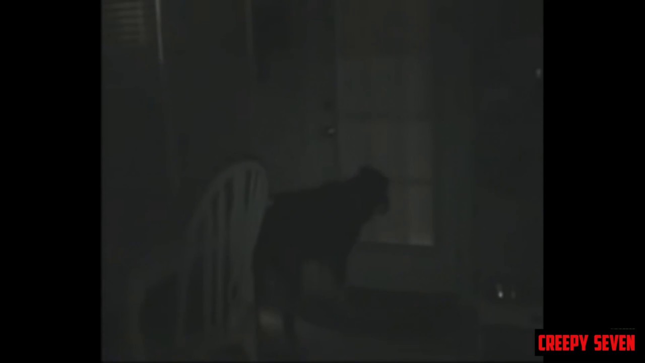 Pet Dog has Creepy Paranormal Experience.Real ghost videos - YouTube