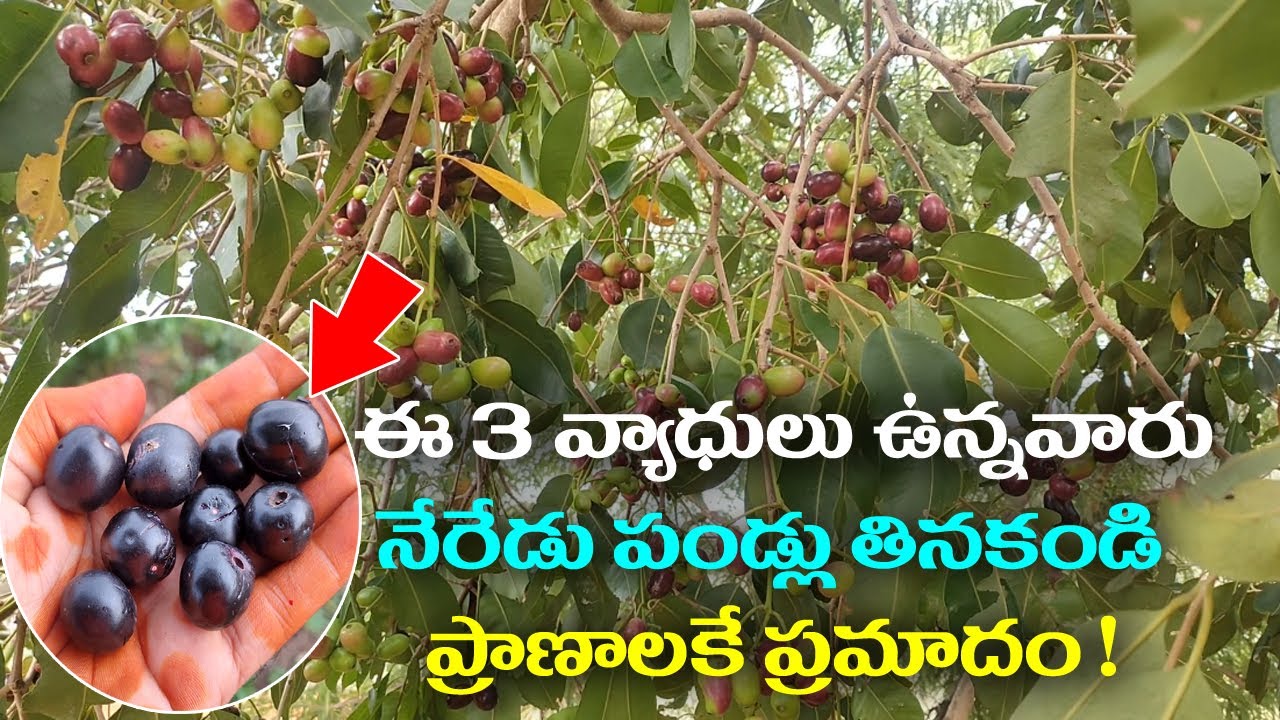 ఈ 3 వ్యాధులు ఉన్నవారు నేరేడు పండ్లు తినకండి ప్రాణాలకేప్రమాదం || Real ...