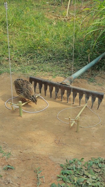 Innovative Quail Trapping Technique Processing #shorts #birdtrap # ...