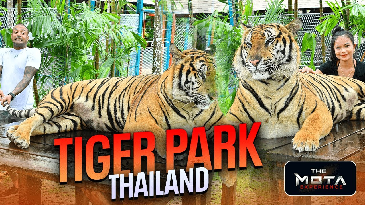 Playing with a Real Tiger in Tiger Park Phuket Thailand | Tiger Park ...