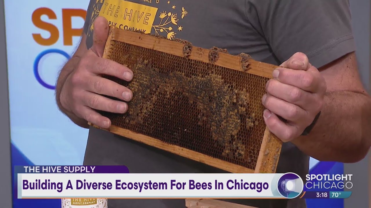 Building A Diverse Ecosystem For Bees In Chicago - YouTube