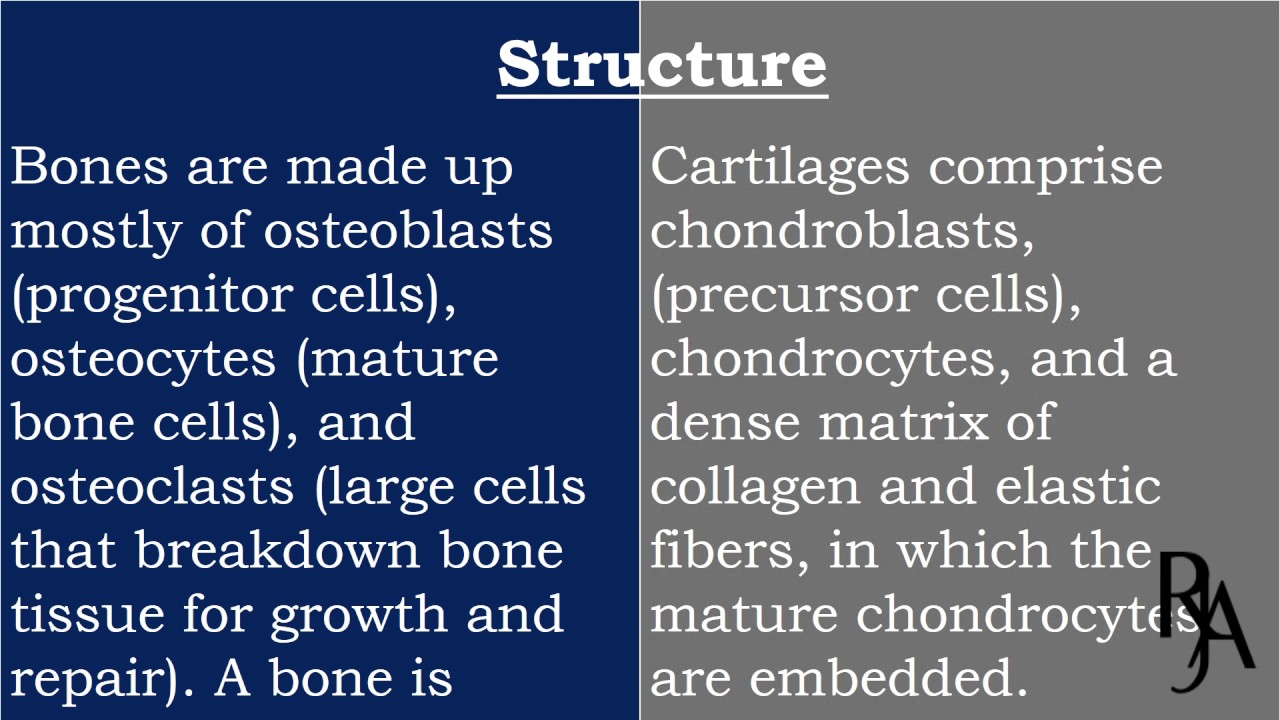 DIFFERENCE BETWEEN BONE AND CARTILAGE - YouTube