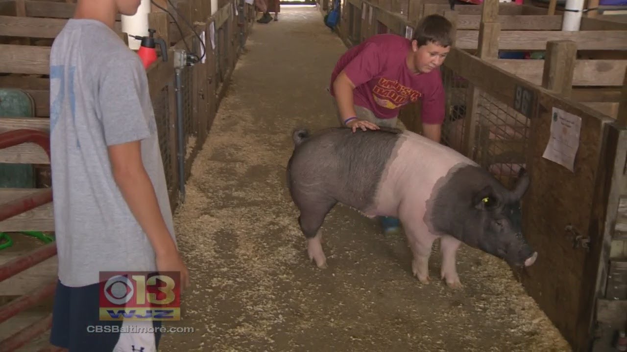 Officials: Pigs Exhibited At Md. County Fair Have Swine Flu - YouTube