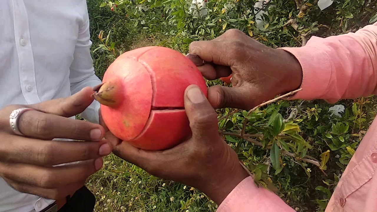 Pomegranate bagging / crop cover. For more information contact ...