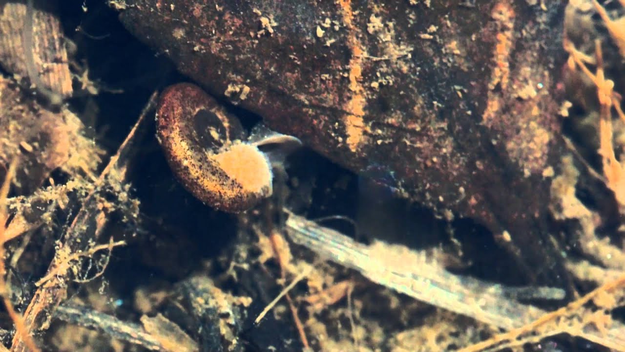 Freshwater Mollusk Planorbidae Gyraulus chinensis ヒラマキミズマイマイ - YouTube