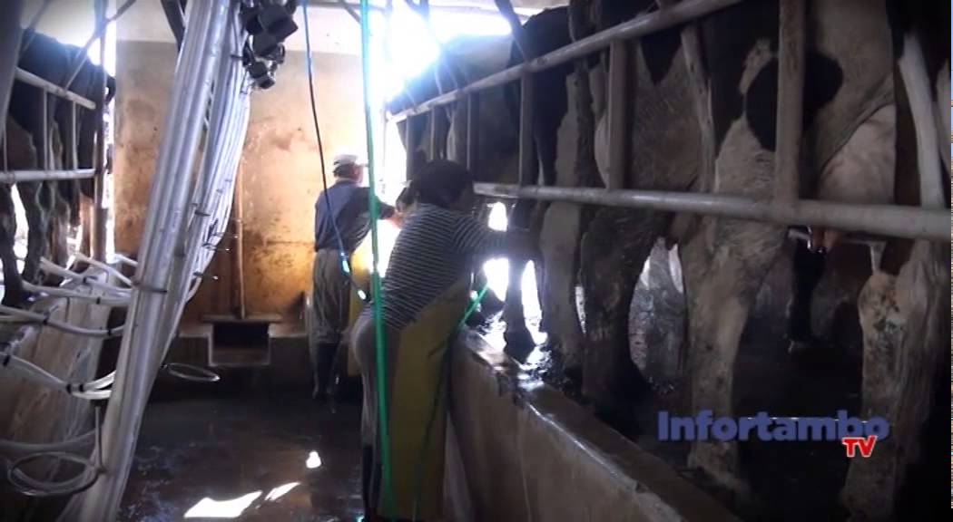 Jornada Aprocal, "La ubre alrededor de la Vaca" - YouTube