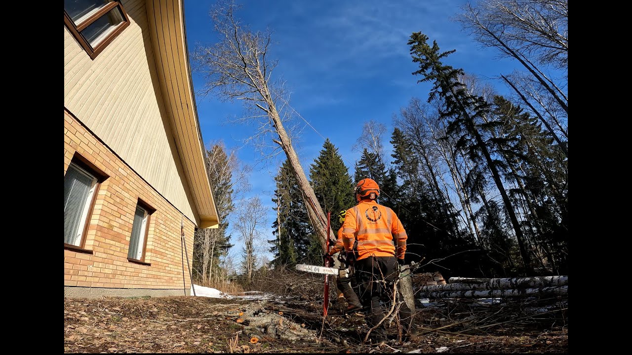 Alnus in bad shape. Leaning on house. - YouTube