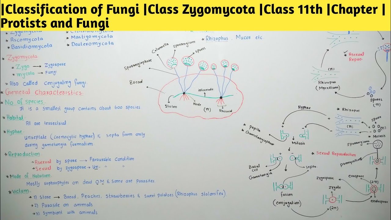 |Classification of Fungi |Class Zygomycota |Class 11th |Chapter ...