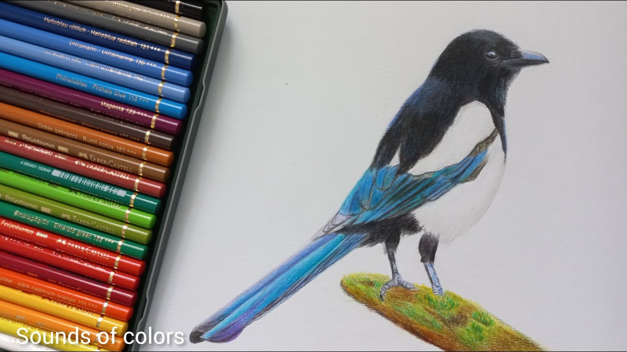 How to Draw a magpai | Realistic bird drawing | Faber-Castell colored ...