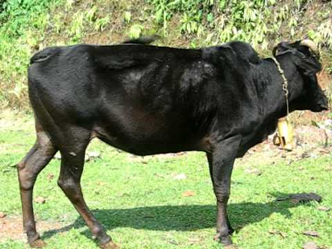 Malnad gidda 1 - YouTube