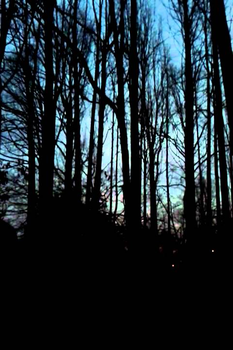 Screeching bird call? Help needed to identify... - YouTube