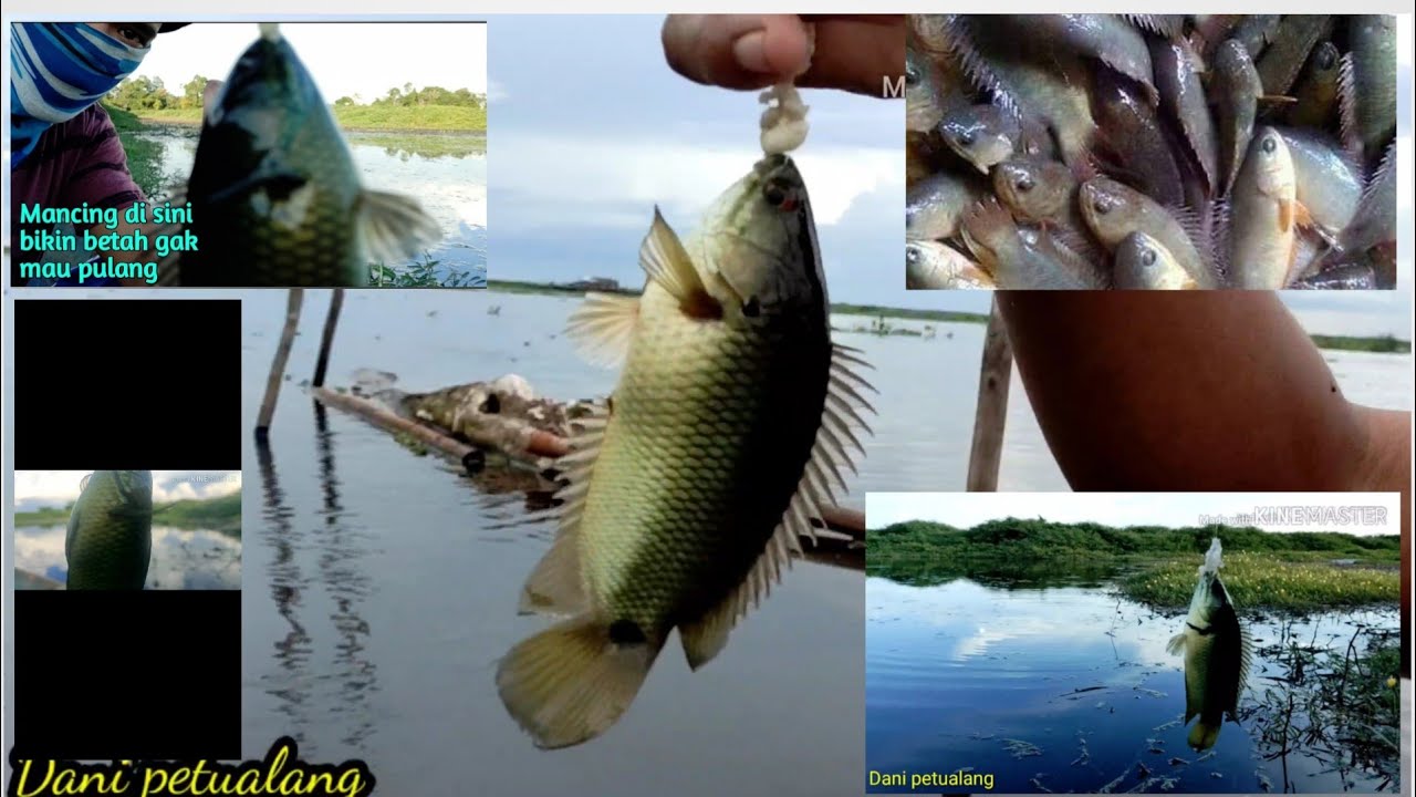 Stirike Berunton ikan Robot - YouTube