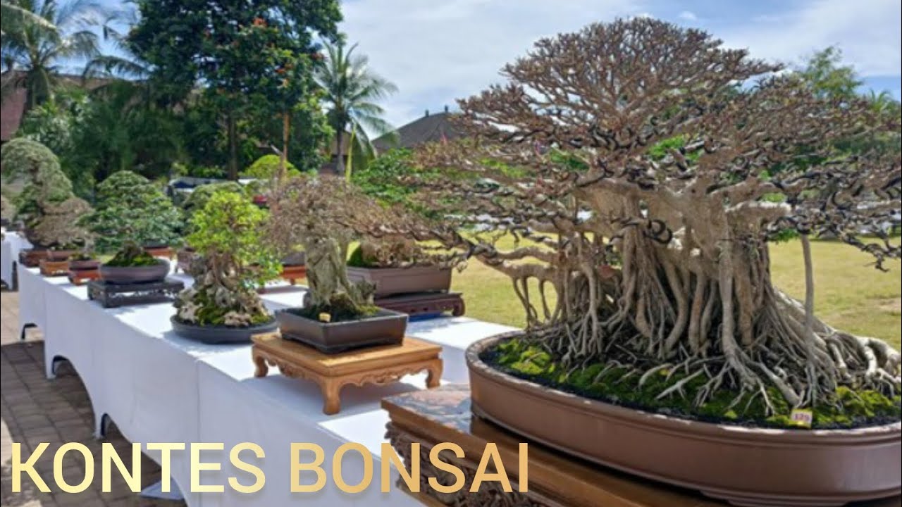 Kontes bonsai di bali || #bonsai #barudak_kbsc - YouTube