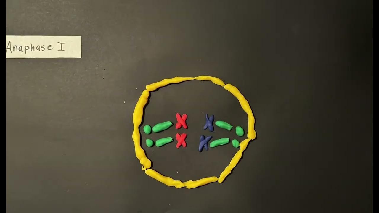 Meiosis Stop Motion - YouTube