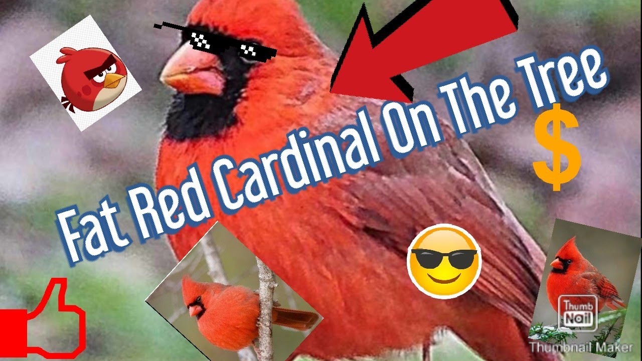 Fat Red Cardinal On The Tree (Another Random Video) - YouTube