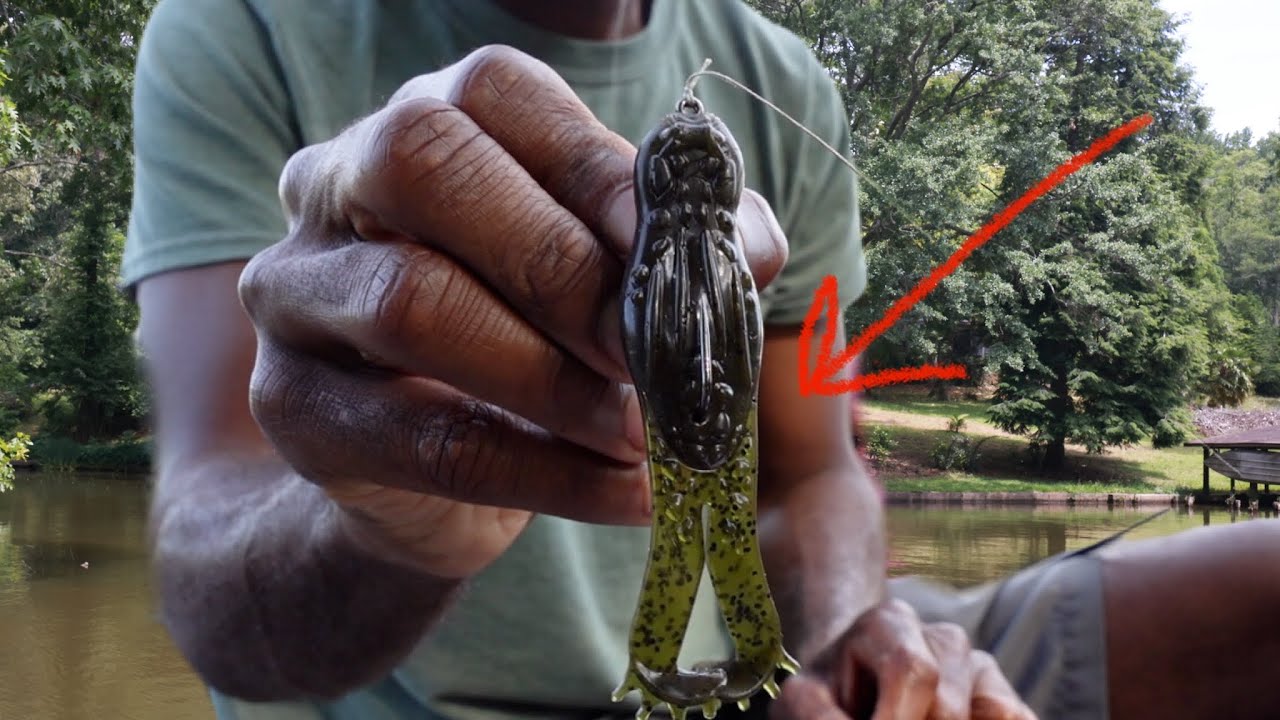 this is a floating BUZZ FROG...wow!!! - YouTube