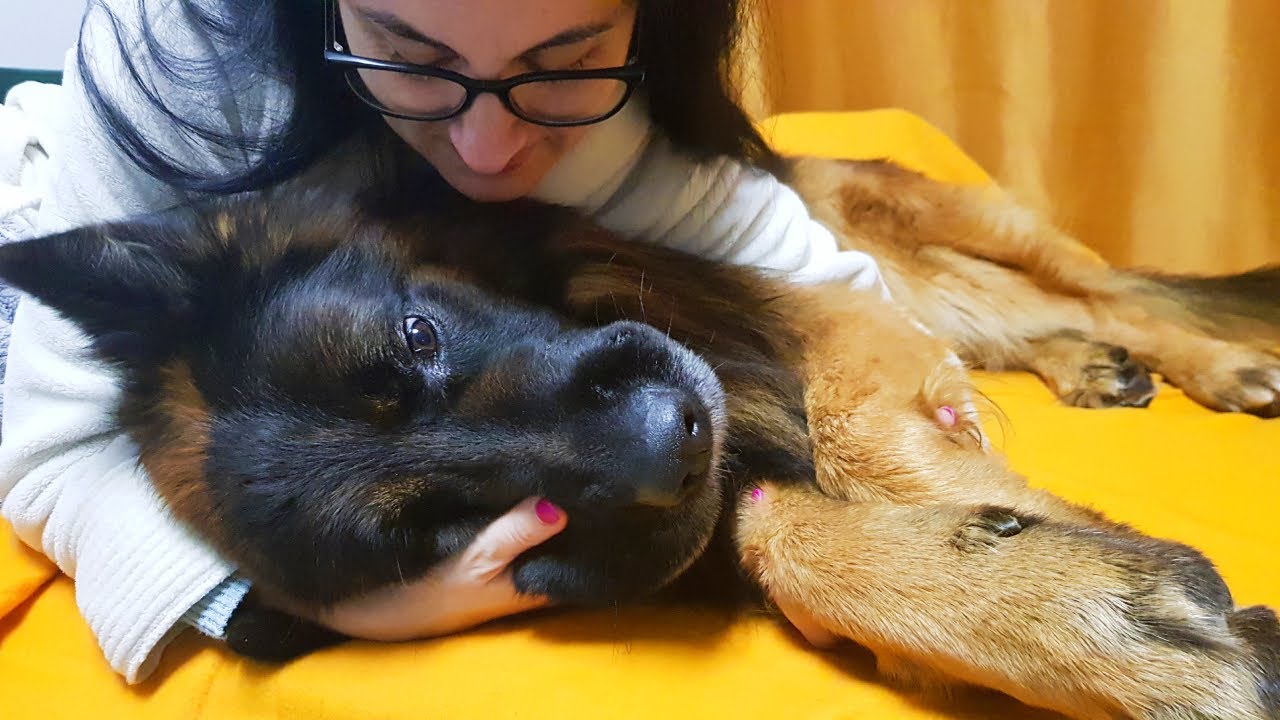 Good Night Friends - Evo the German Shepherd - YouTube