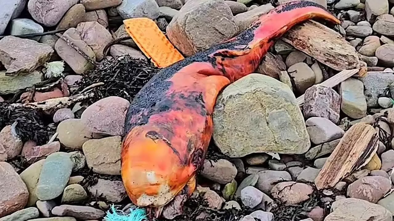 Mysterious Orange Sea Creature Baffles Experts After Washing Up on UK ...
