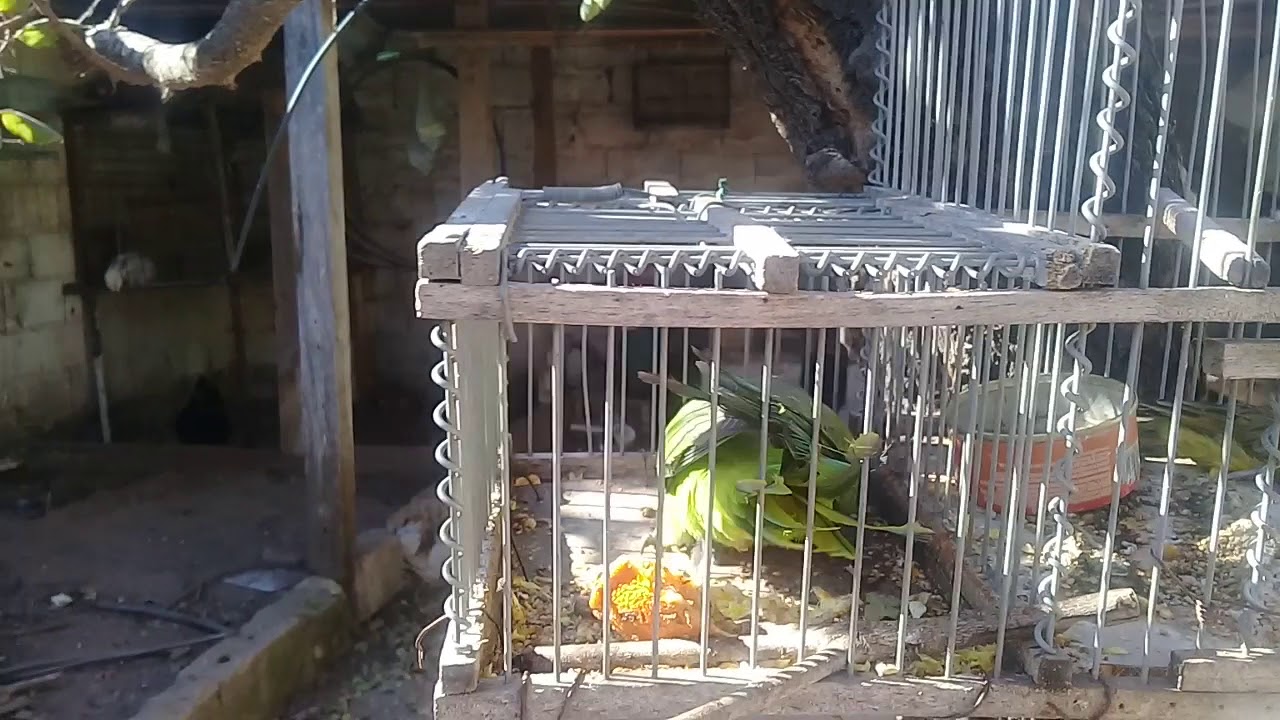 Primer video de este canal!!! Captura inesperada! Una lora Argentina ...