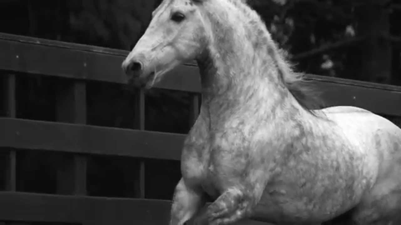 Berber Horse from Haras Cavalheiro - Produced by Raphael Macek - YouTube