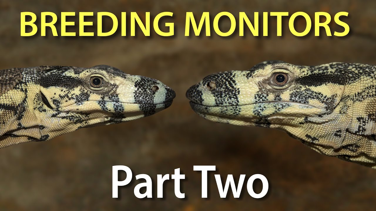Breeding Monitor Lizards in Captivity Part Two: Sexing your monitors. - YouTube