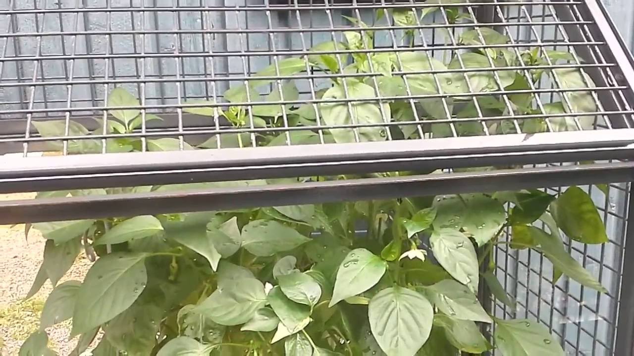 Grow machine 51, semi-automatic plant growing system - YouTube