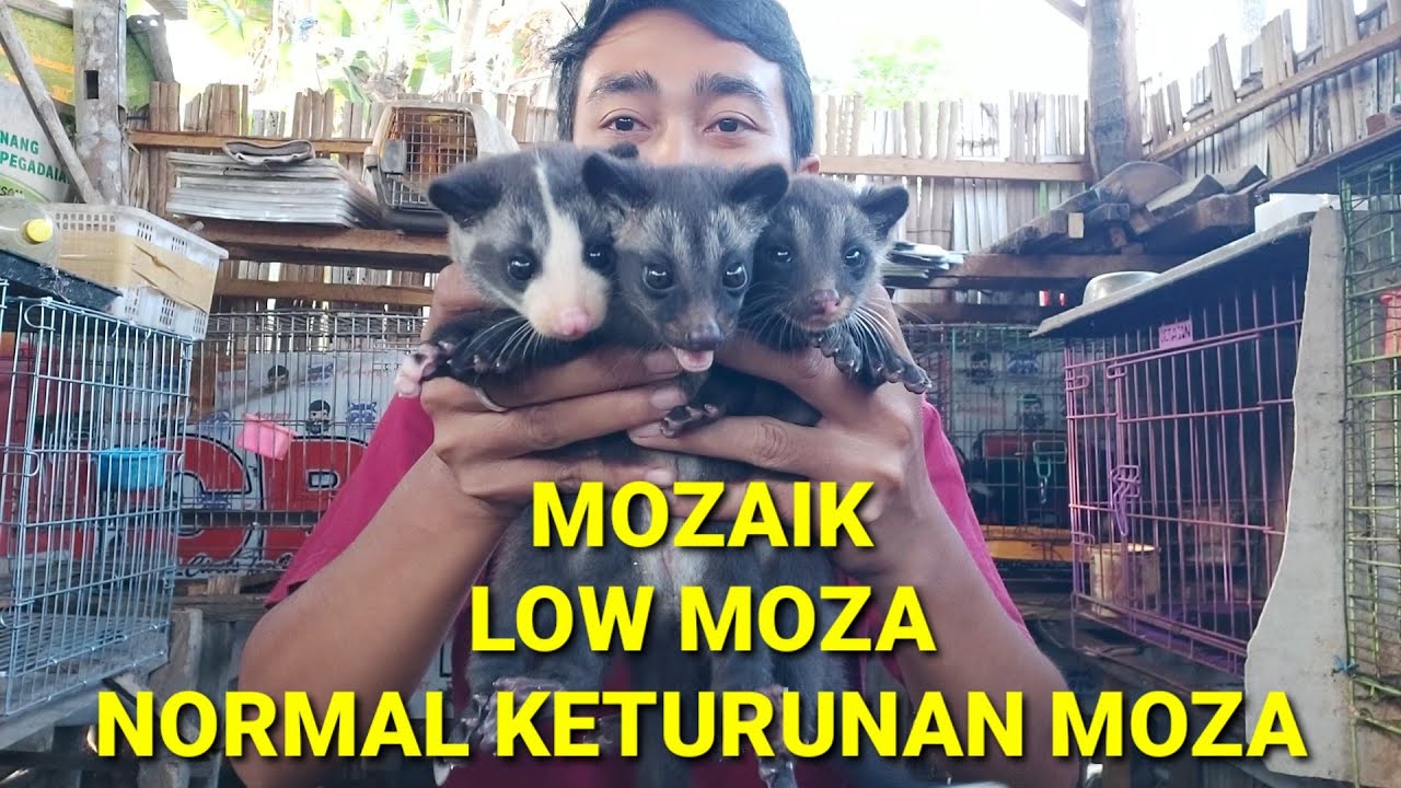 Perbedaan Musang Mozaik dan Low Moza, Kalian Suka yg Mana? - YouTube
