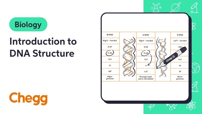Dna Structure And Function Worksheet