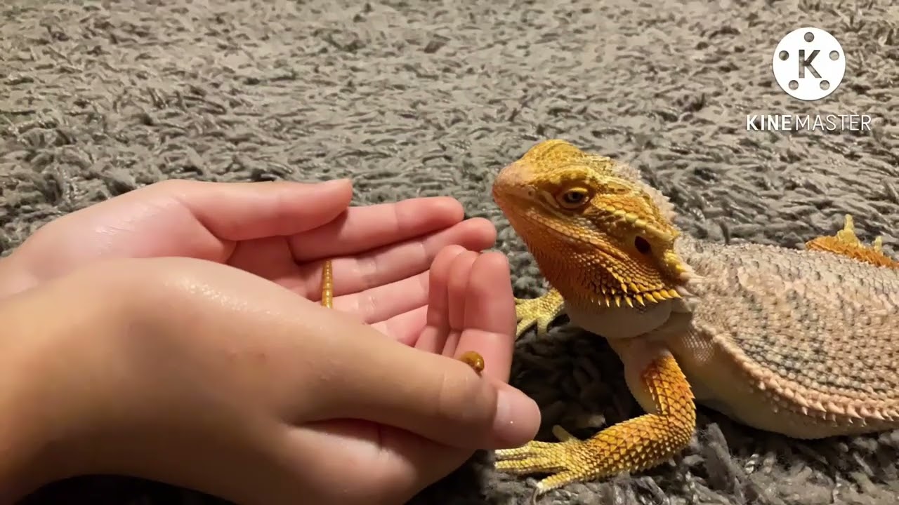 Will Comet Eat? Stop motion - YouTube