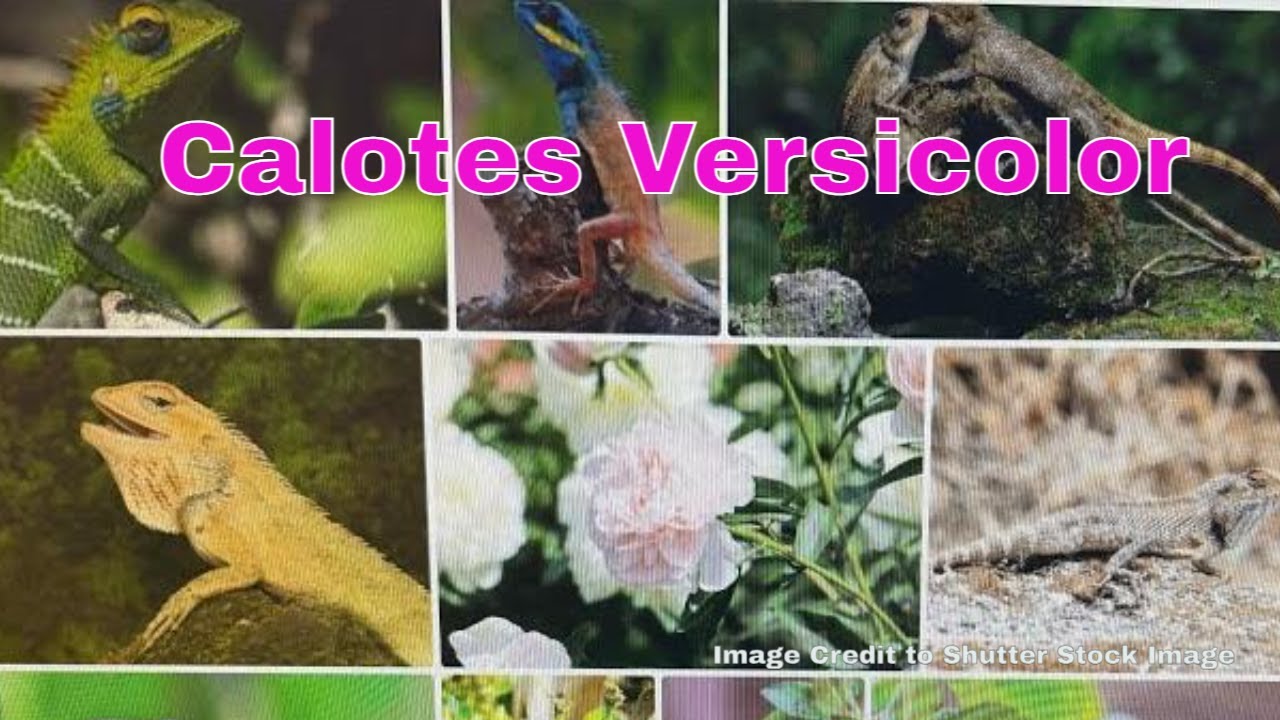 Get To Know The Vibrant Oriental Garden Lizard: Calotes Versicolor ...