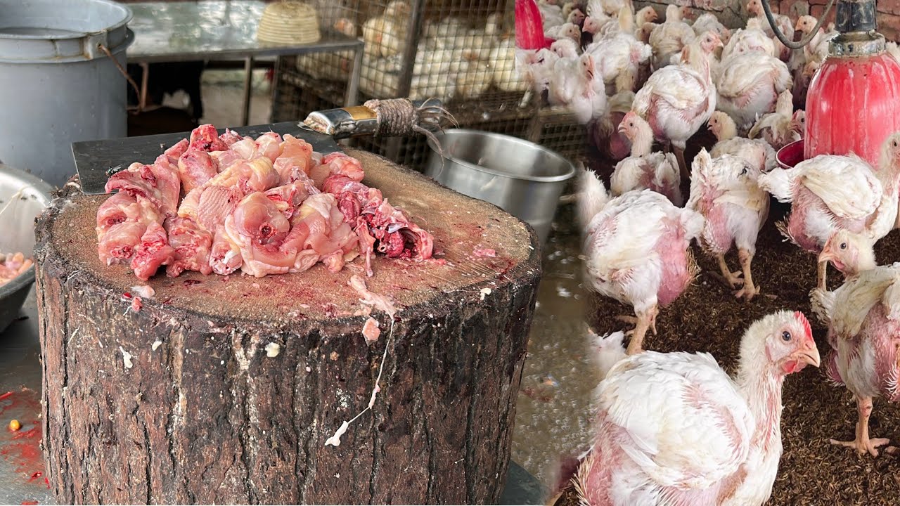 सावन में भी अपना दुकान चालू है chicken dukan chicken cutting video 🐓 ...