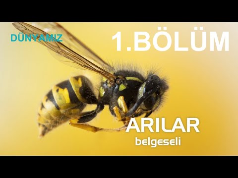 Baldan Acı - Türkçe Belgesel İzle