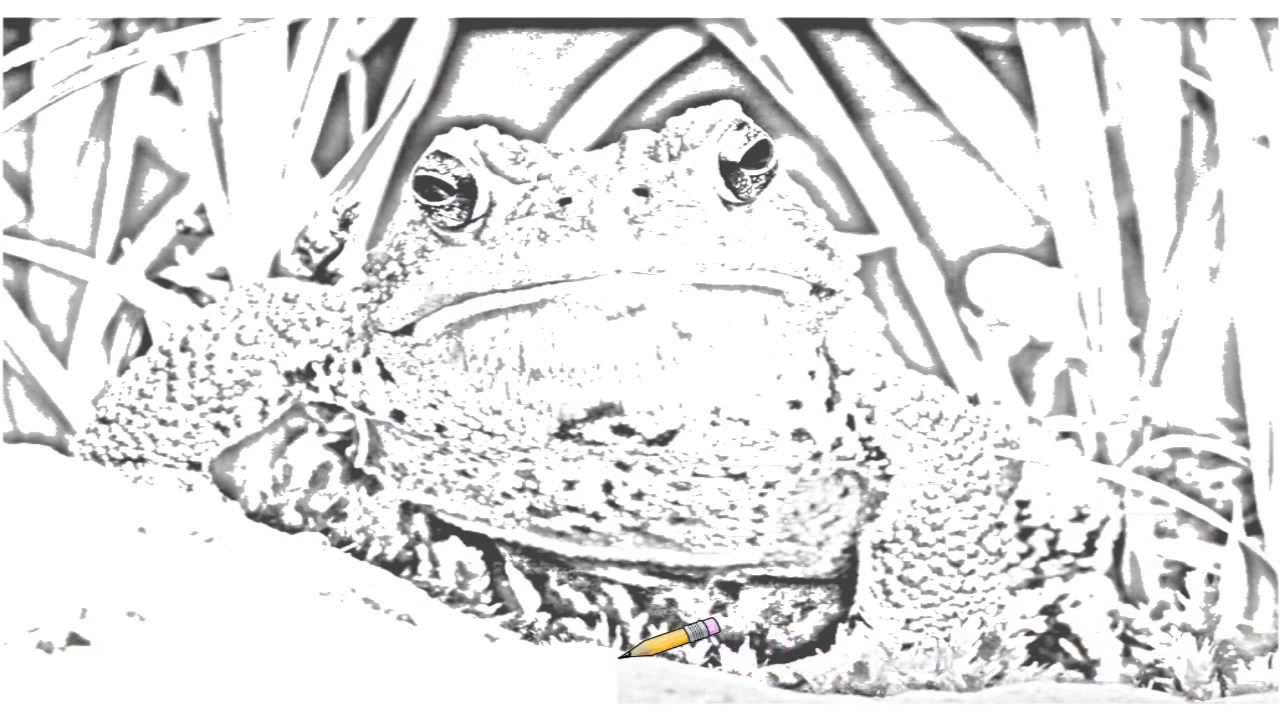 Auto Draw 2: American Toad - YouTube