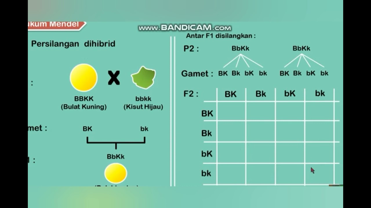 PERSILANGAN DIHIBRID - YouTube