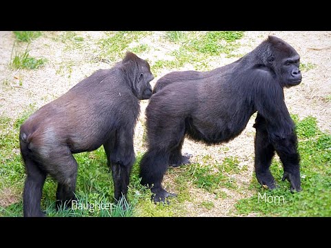 Excited Female Gorilla Shows Strength To Her Daughter | The Shabani ...