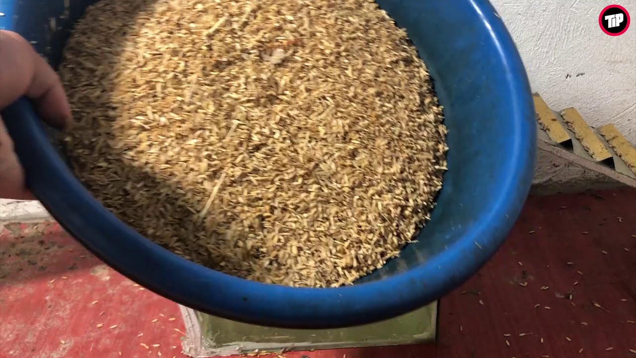 Rice Mouse Trap/How to make a Mouse Trap homemade with Water Bottle ...