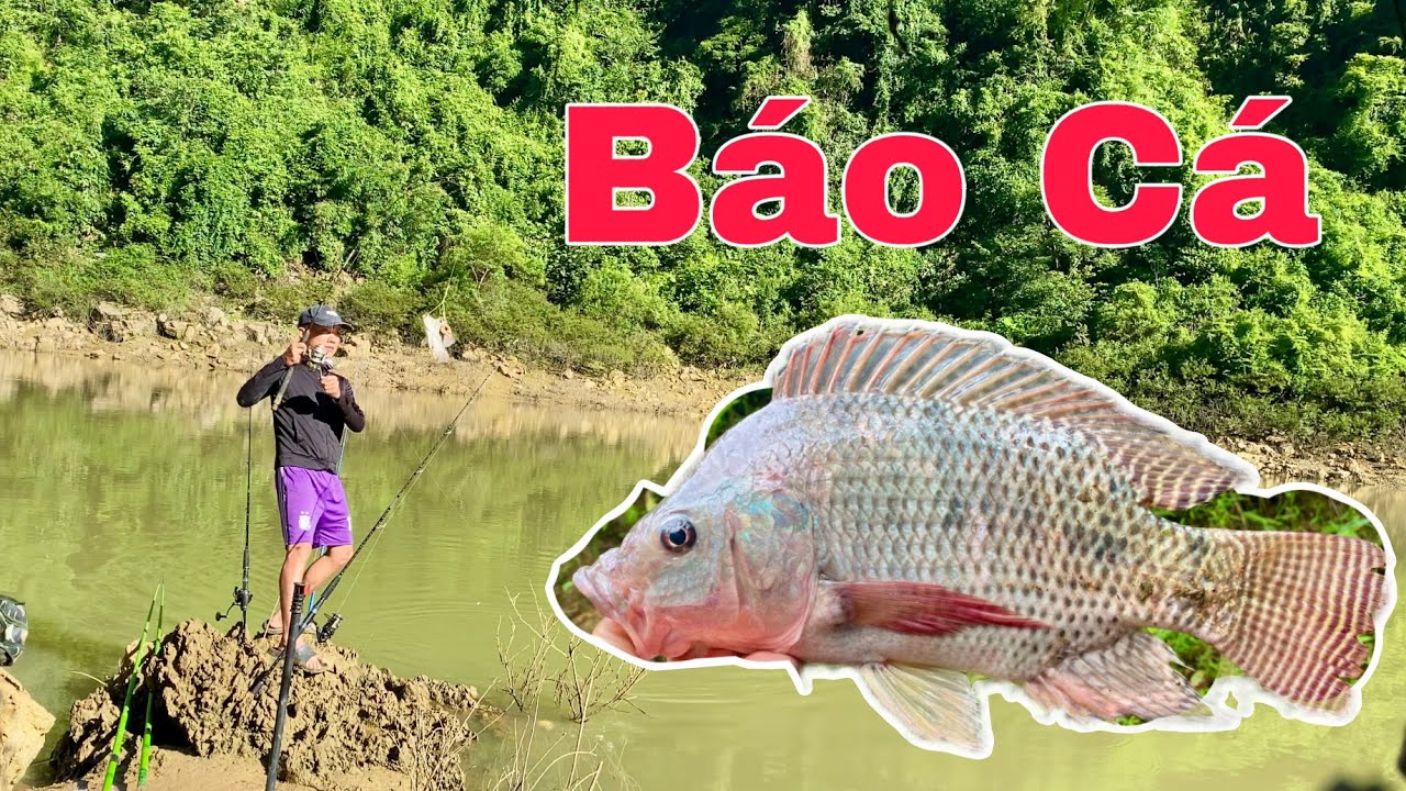 Câu Cá Sông Tự Nhiên | Câu Cá Rô Phi Mùa Nước Chảy | Câu Cá Đặng Cấp ...