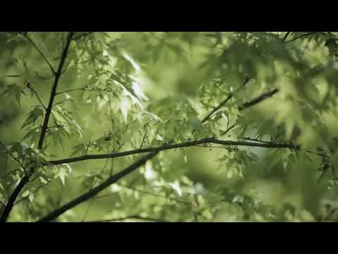 180128 Barb Film backwards less green