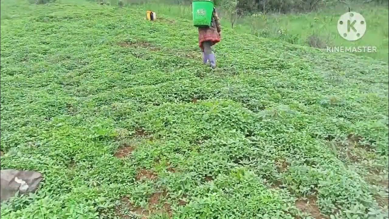 hnub no peb mus tsaug nroj,nroj phab kawg li - YouTube