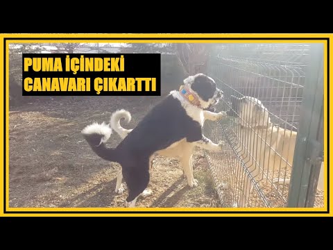 VOLKODAV PUMA GERÇEK YÜZÜNÜ GÖSTERDİ  #volkodav #kangal #malaklı
