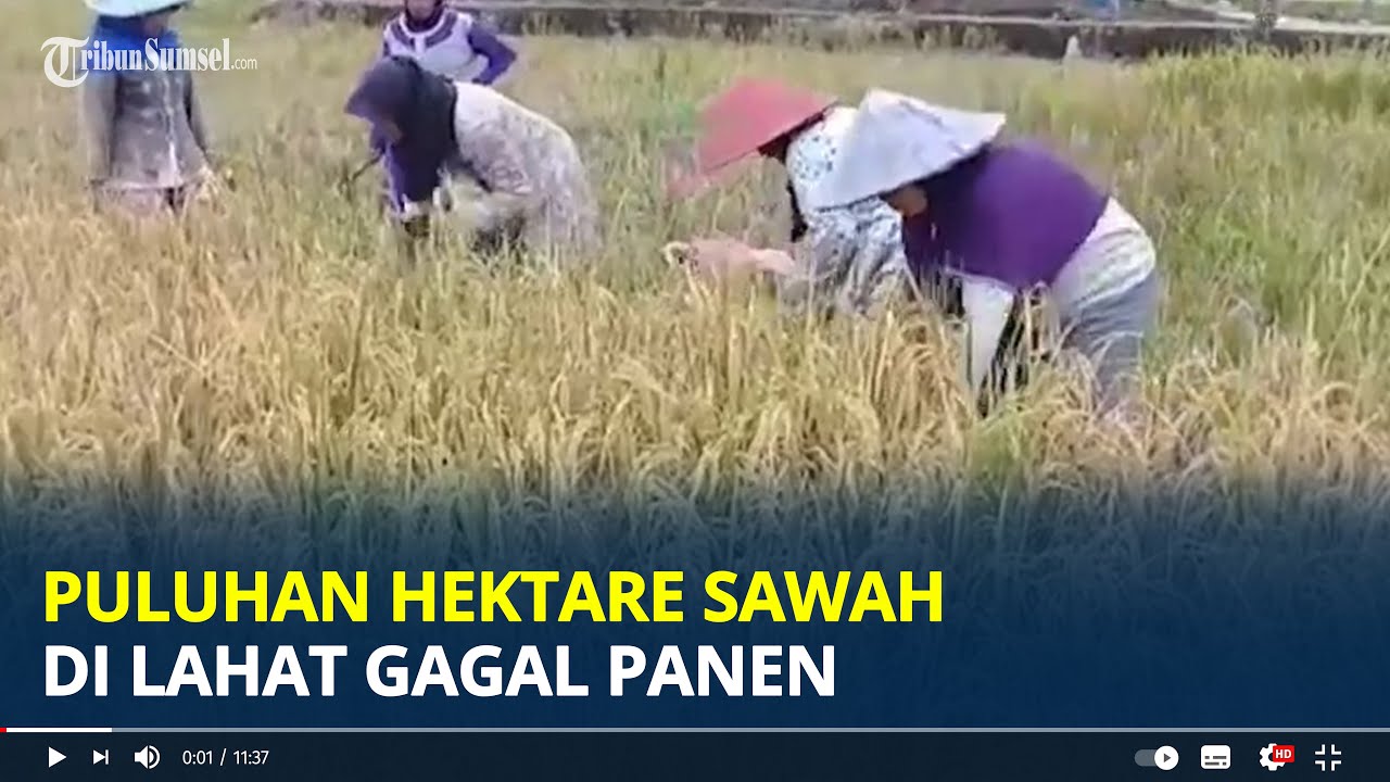 Para Petani di Kabupaten Lahat Gagal Panen, Akibat Hama Kepi dan Tikus ...