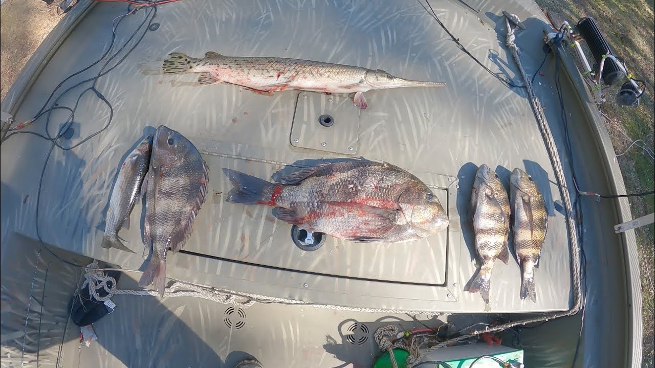 Monster Sheepshead in the boat!!! Bowfishing the Florida Marsh. - YouTube