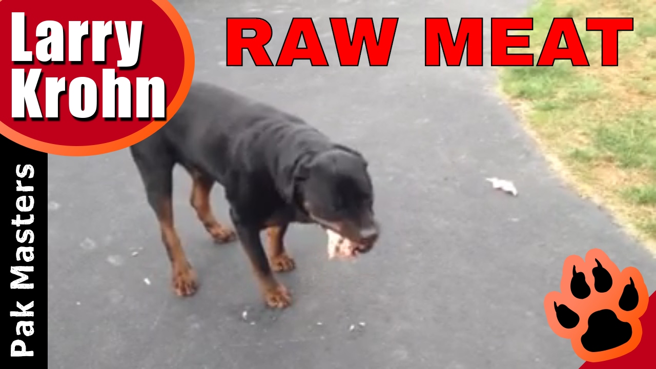 Bruno the Rottweiler Eating Raw Meat and Bones - YouTube