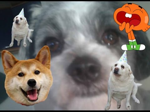 hecking doggos - YouTube