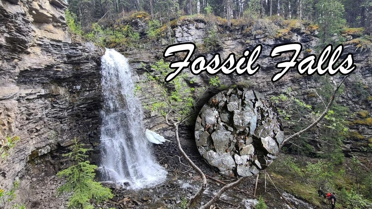 Fossil Falls - Fossil Hunting in Northern BC - 65 Million Year Old ...