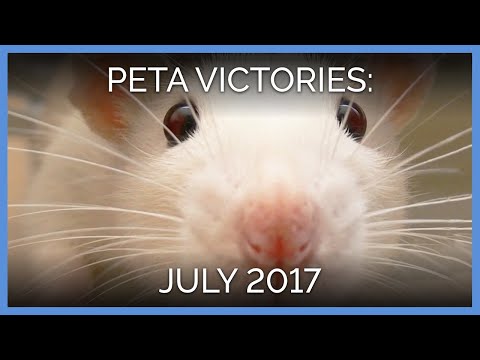Top PETA News July 2017 - YouTube