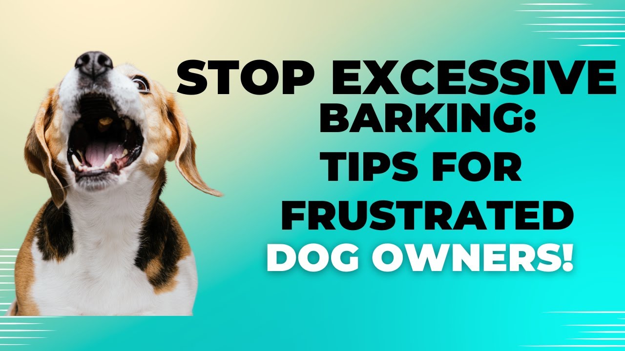 How to stop your dog from barking excessively A guide for frustrated ...