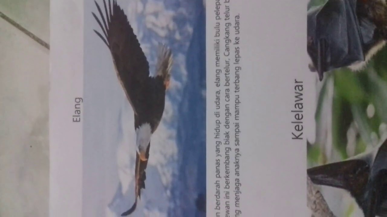 Materi Macam-Macam Binatang yang Hidup di Udara - YouTube