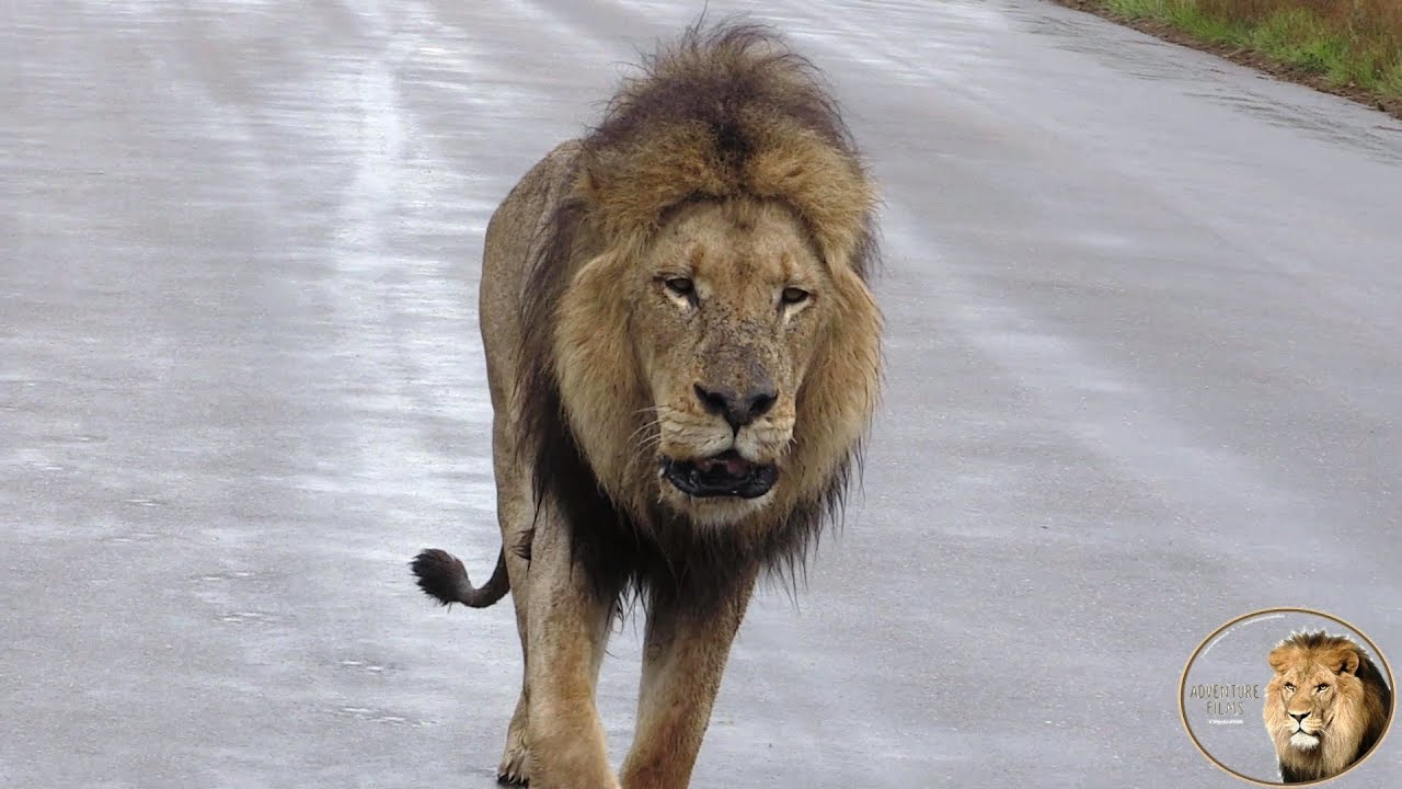 Mfowethu Brother Of Casper The White Lion Calling - YouTube