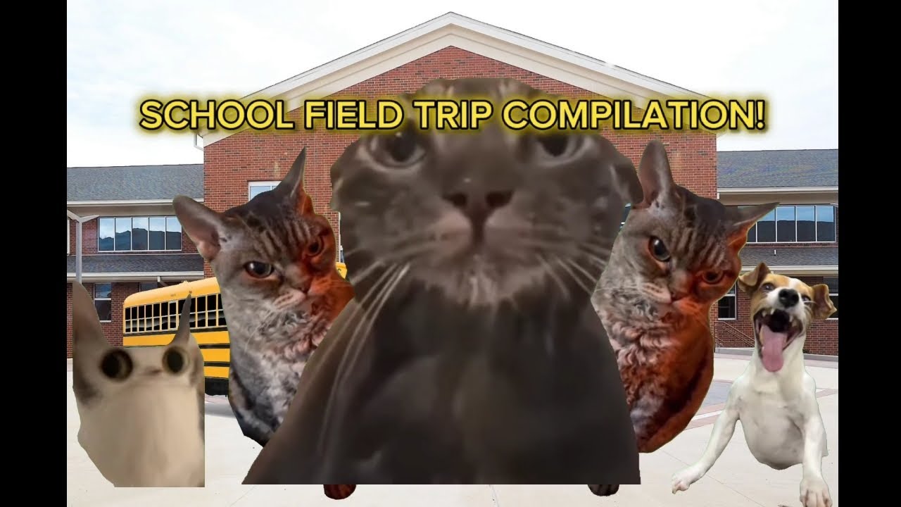 School Field Trip Compilation!! Funny cat compilation parts video ...